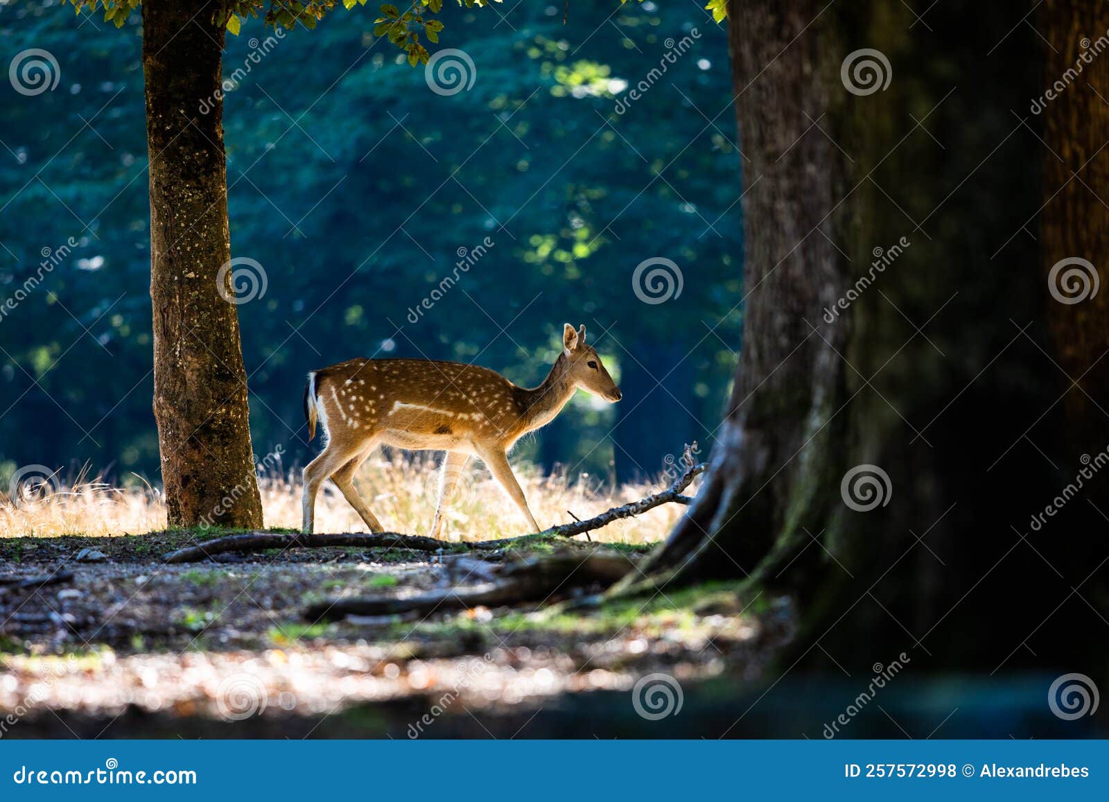 A Fallow Deer Runs in the Forest Stock Photo - Image of game, outdoor ...