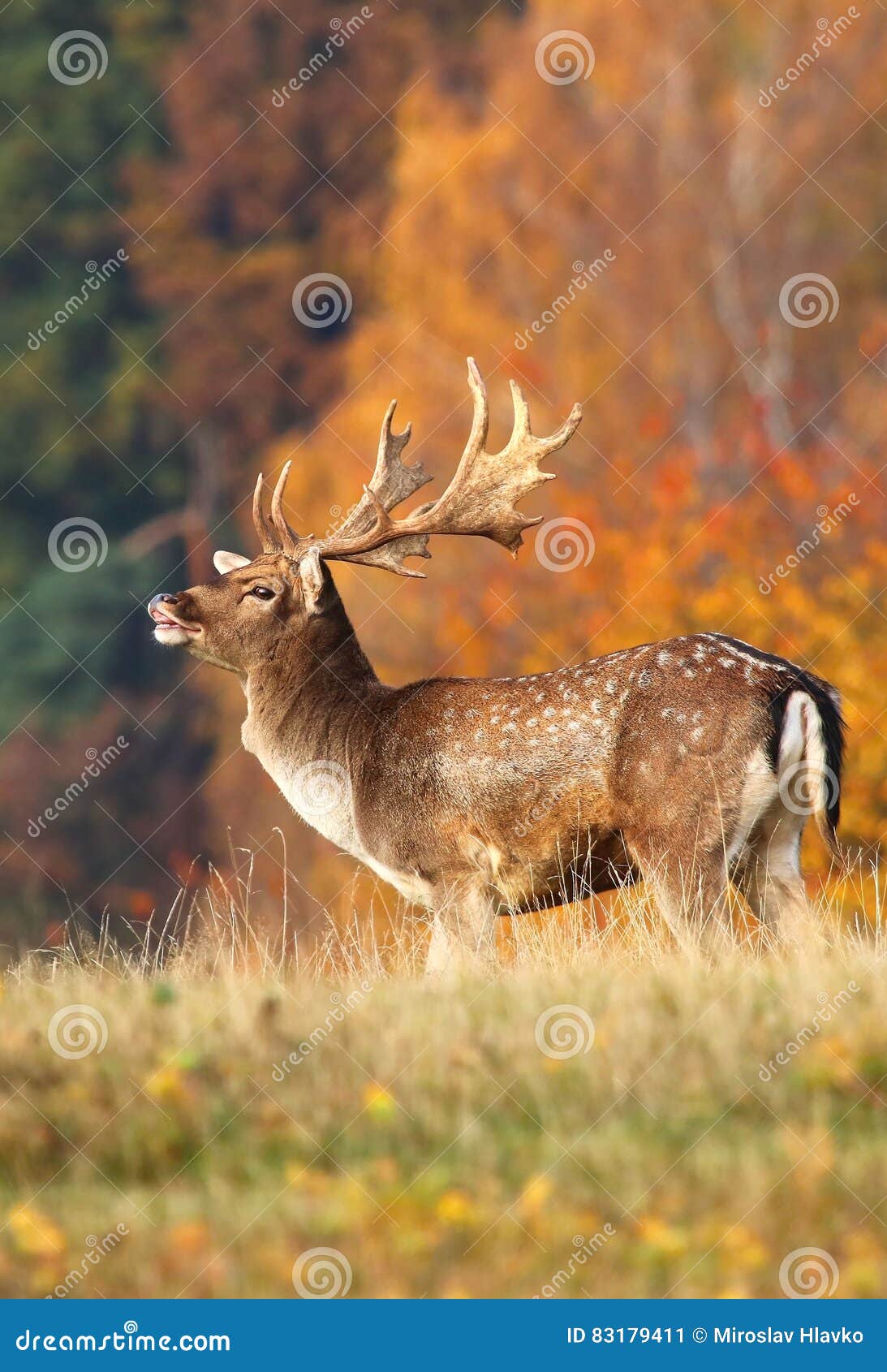 Fallow deer during rut stock image. Image of mammal, grand - 83179411