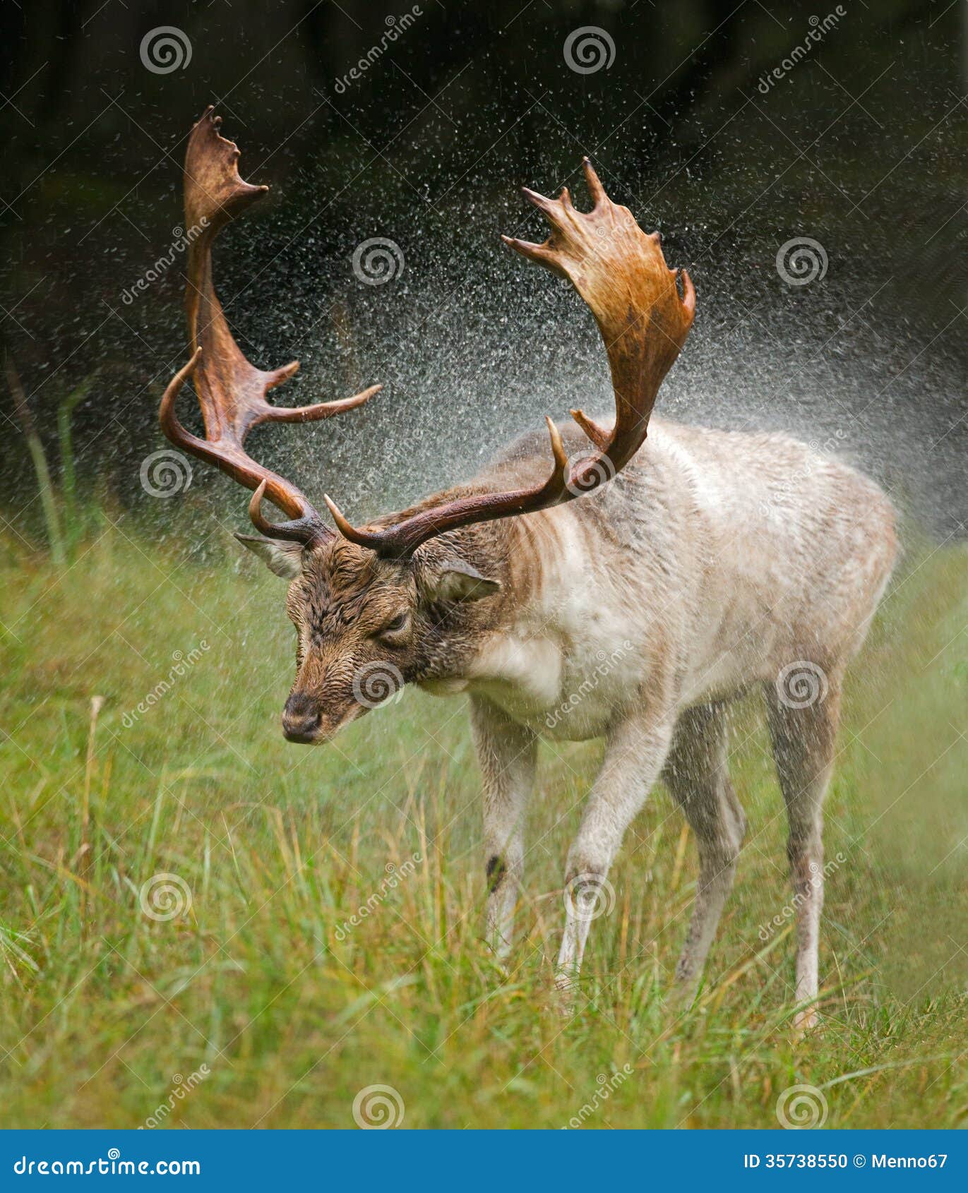 Fallow deer stock photo. Image of tree, fall, forrest - 35738550