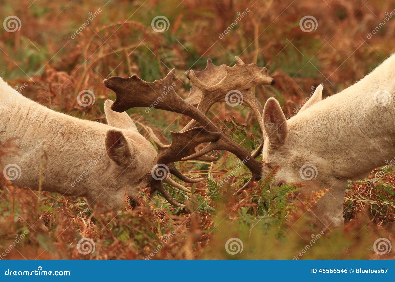 Fallow Deer in Rutting Season Stock Photo - Image of horned, grass ...