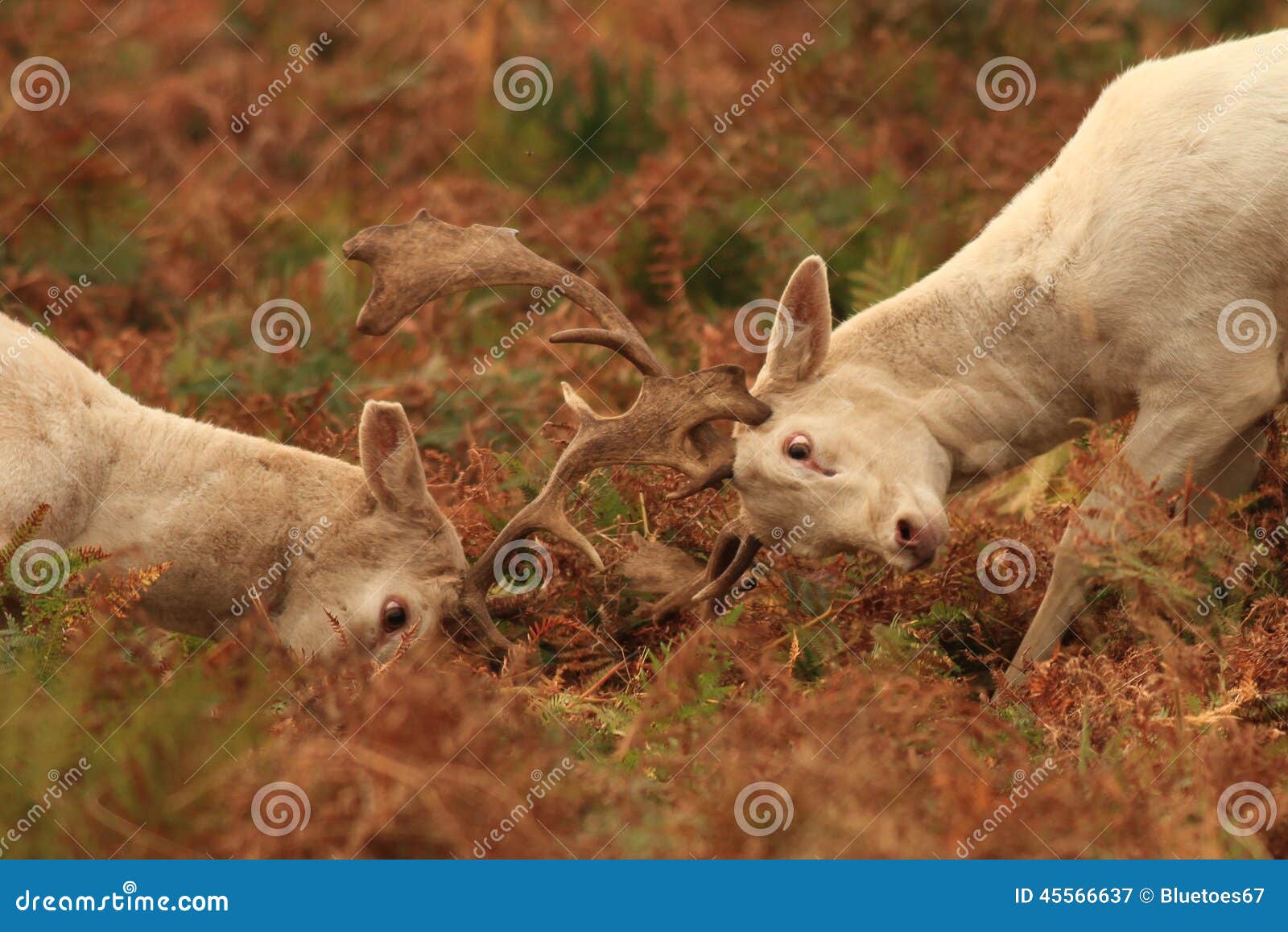 Fallow Deer in Rutting Season Stock Image - Image of horns, male: 45566637