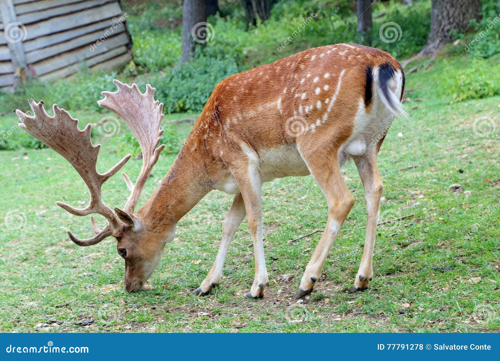 Fallow Deer during the Rutting Season Stock Photo - Image of heat, game ...