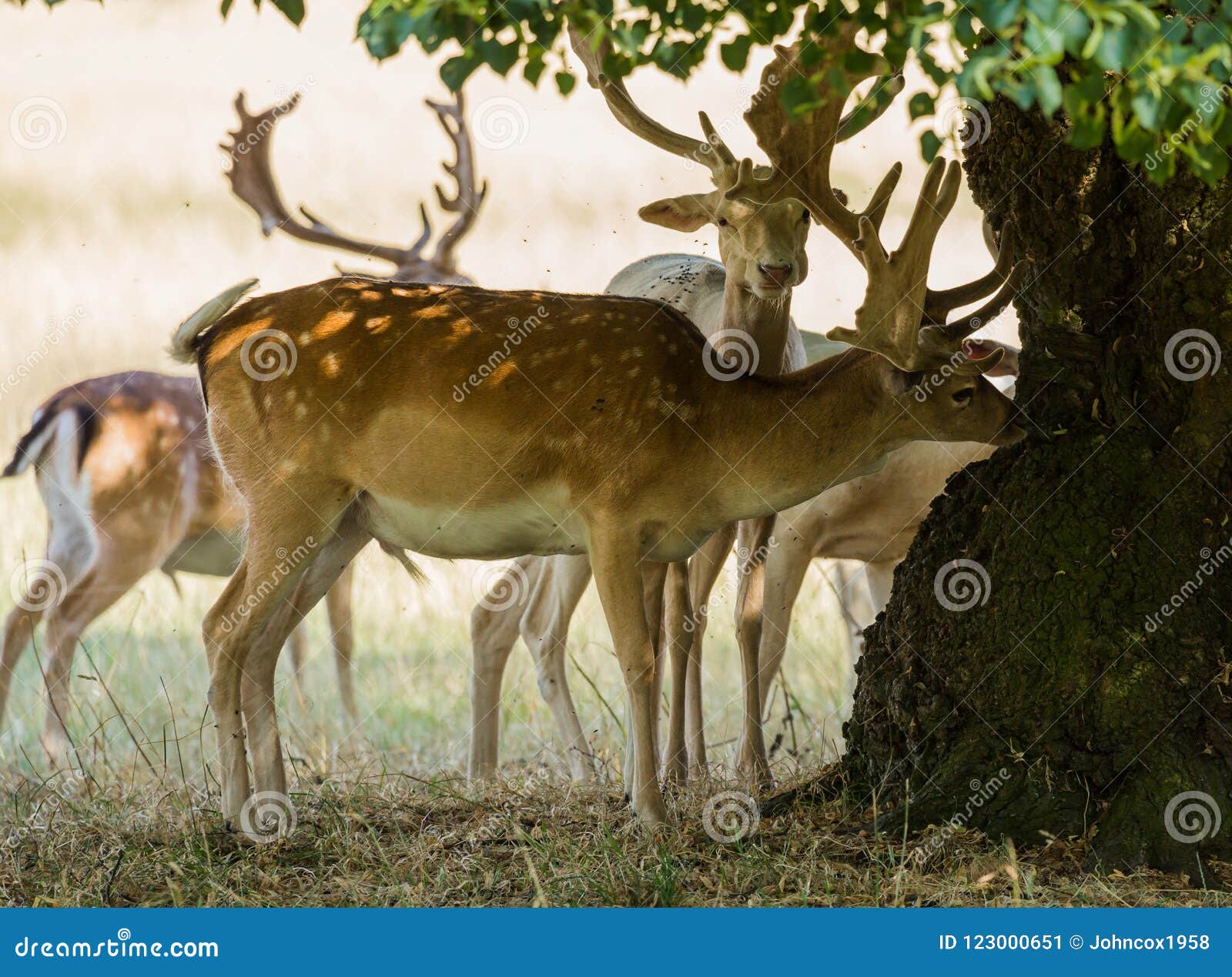 Fallow Deer in Shade of a Tree. Stock Image - Image of deer, landscape ...