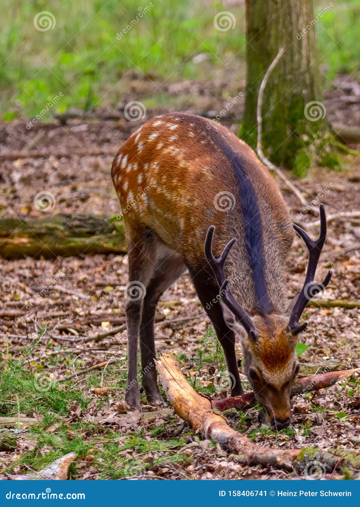 Fallow Deer, Sika, Roe Deer in Nature Stock Image - Image of wildlife ...