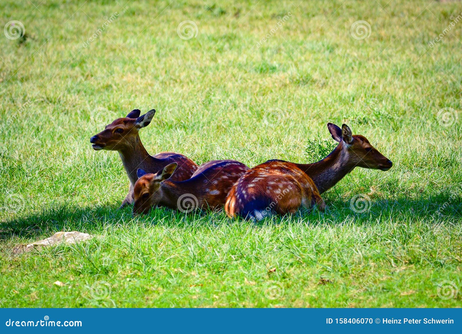 Fallow Deer, Sika, Roe Deer in Nature Stock Photo - Image of animal ...