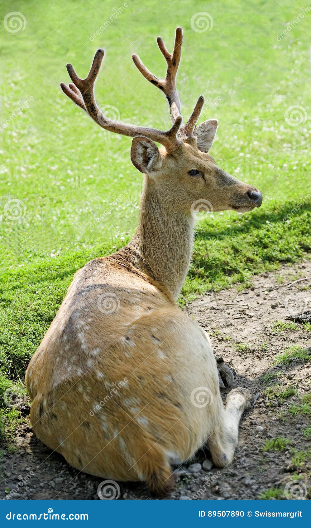 Fallow Deer Sitting Outside Stock Photo - Image of pattern, nature ...