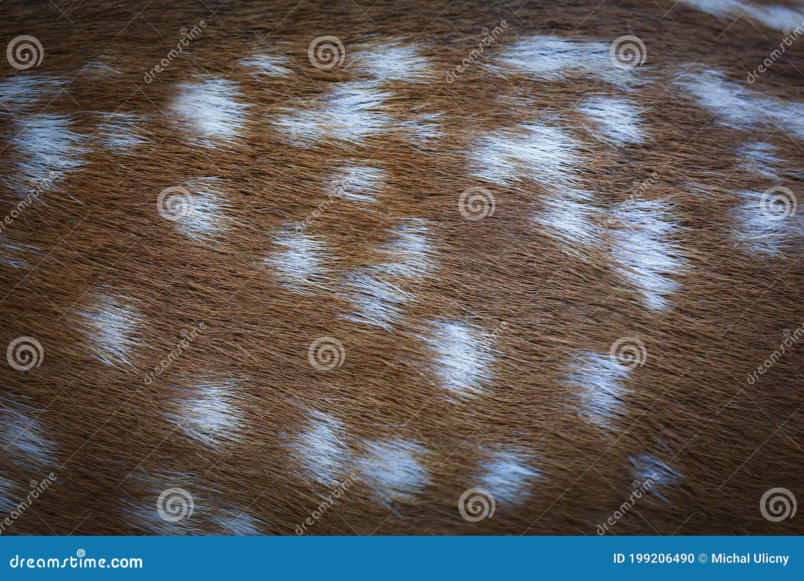 Fallow Deer Skin Pattern White Spot As a Background Stock Photo - Image ...