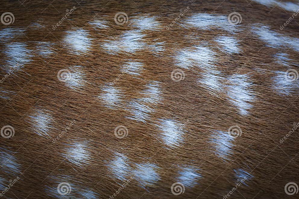 Fallow Deer Skin Pattern White Spot As a Background Stock Photo - Image ...
