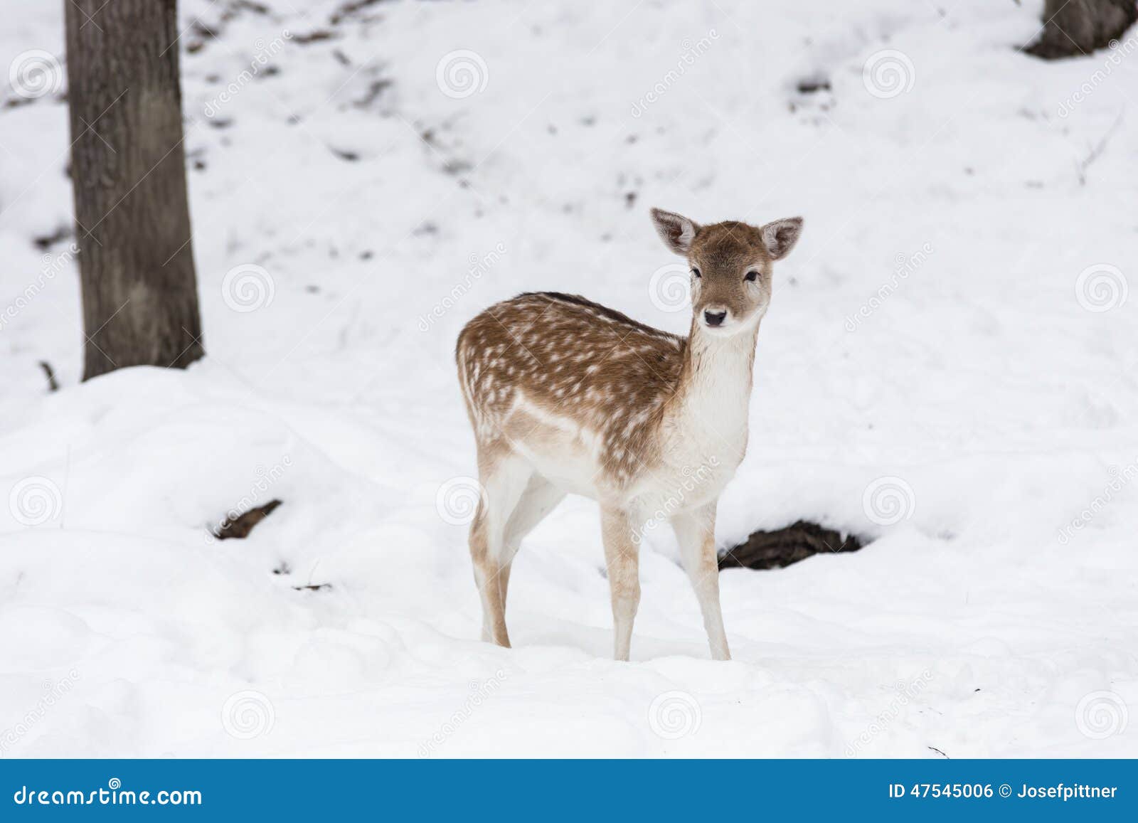 Fallow deer in the snow stock photo. Image of outdoors - 47545006