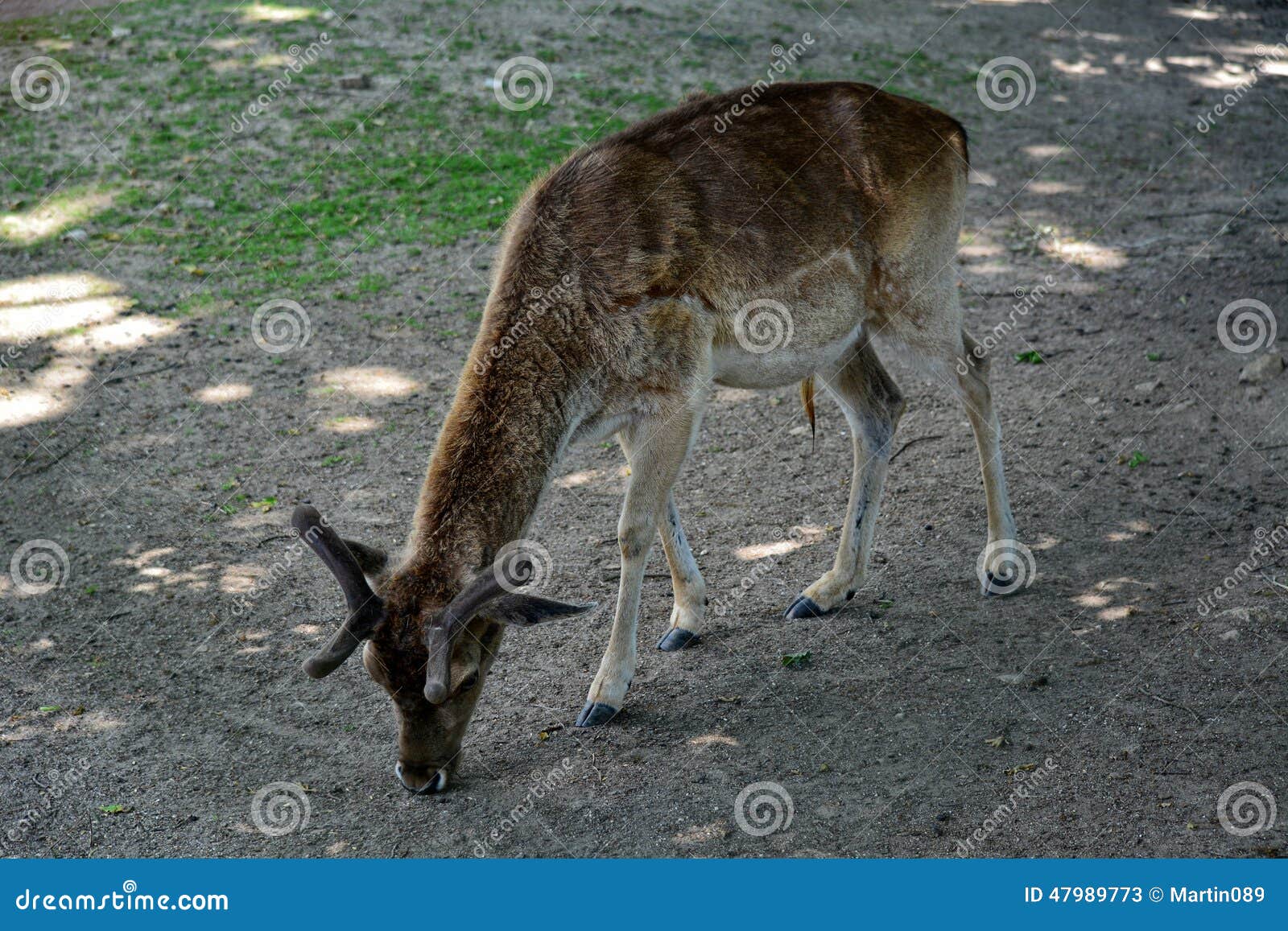 Fallow Deer stock image. Image of ears, living, nature - 47989773