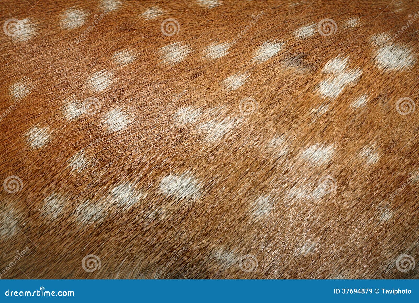 Fallow deer spots on fur stock image. Image of nature - 37694879