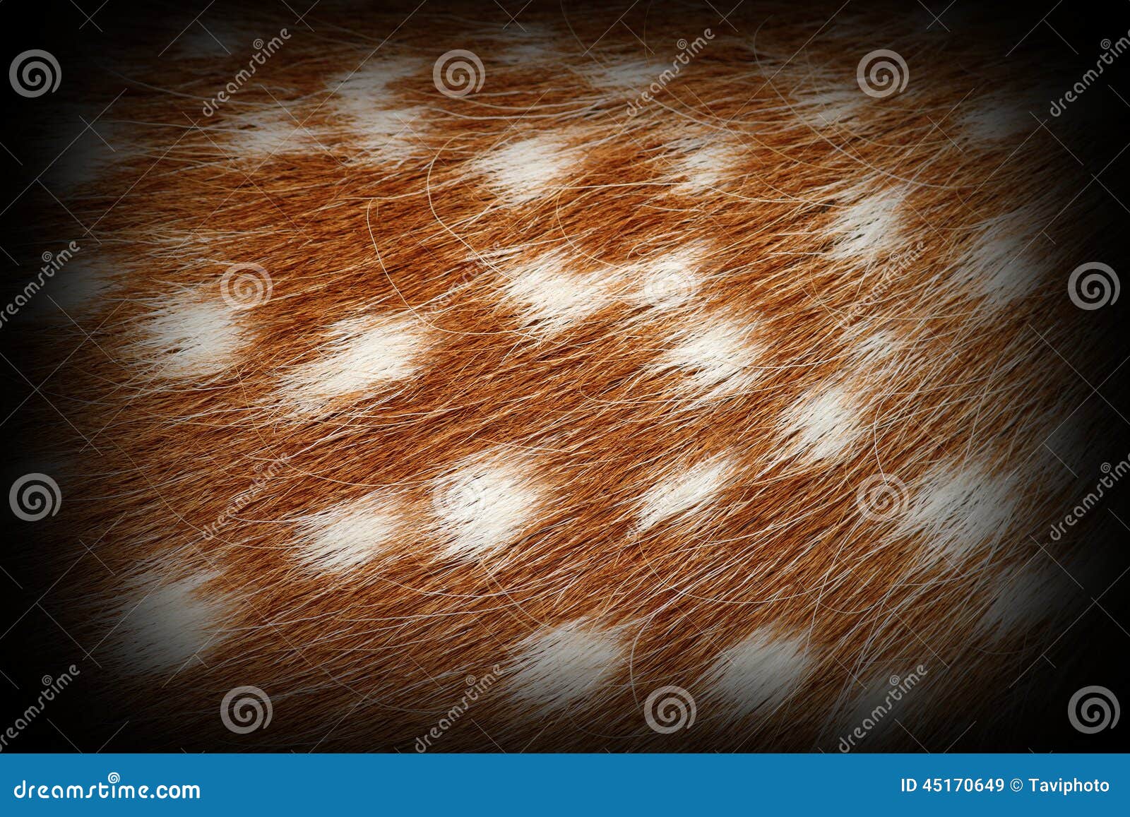 Fallow deer spotted fur stock image. Image of bambi, color - 45170649