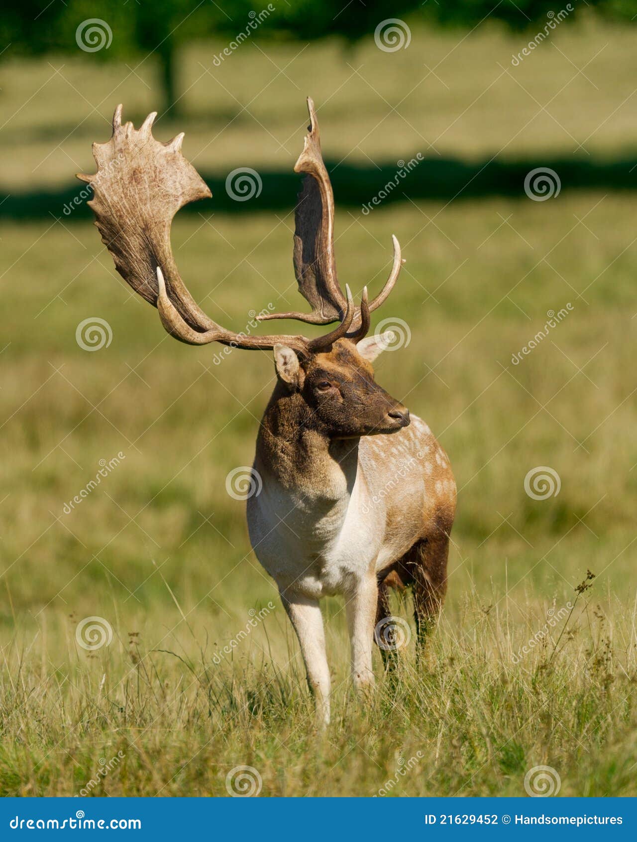 Fallow Deer Stag stock photo. Image of observing, eyes - 21629452