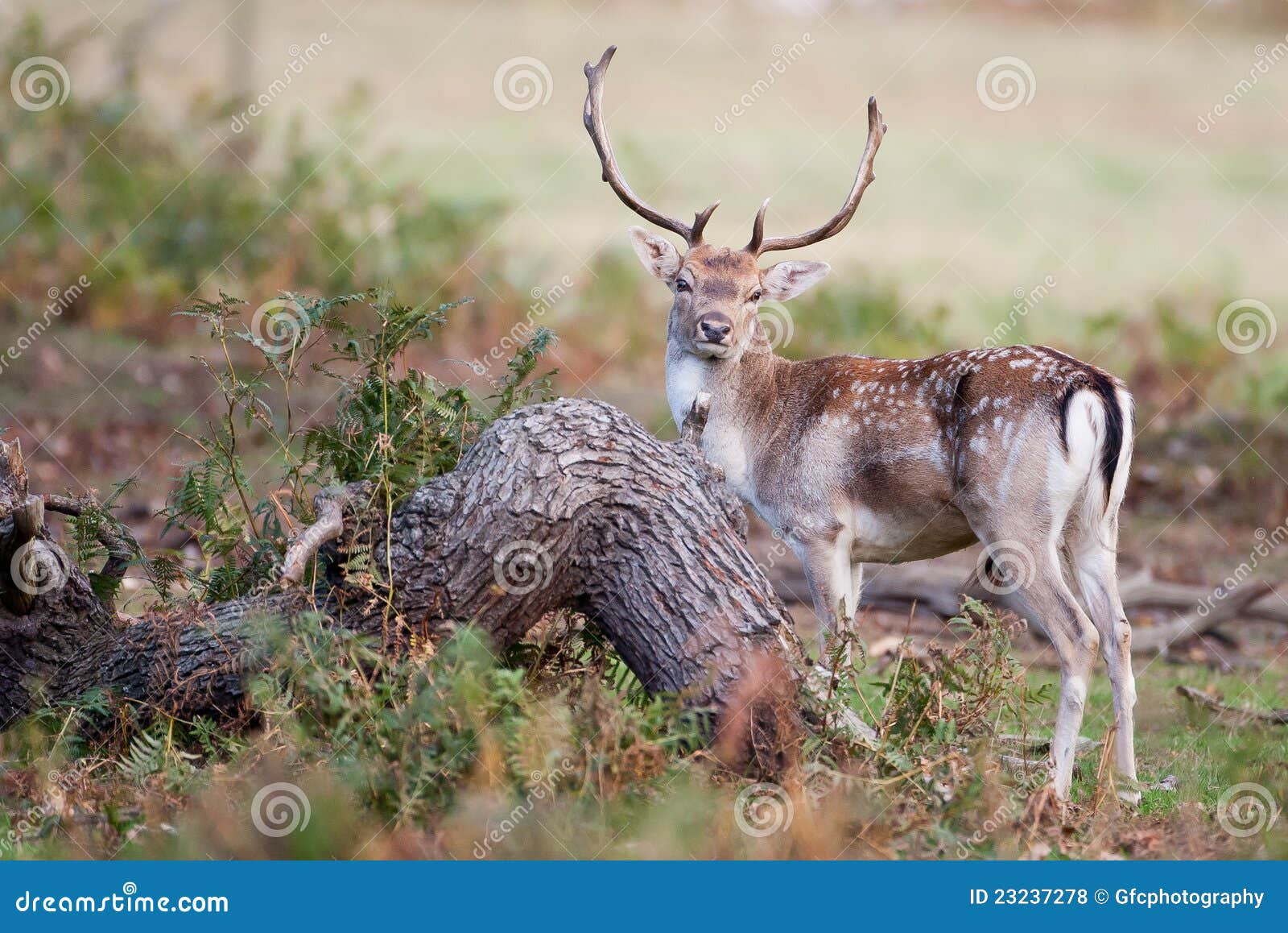 Fallow Deer Stag stock photo. Image of male, stag, grass - 23237278