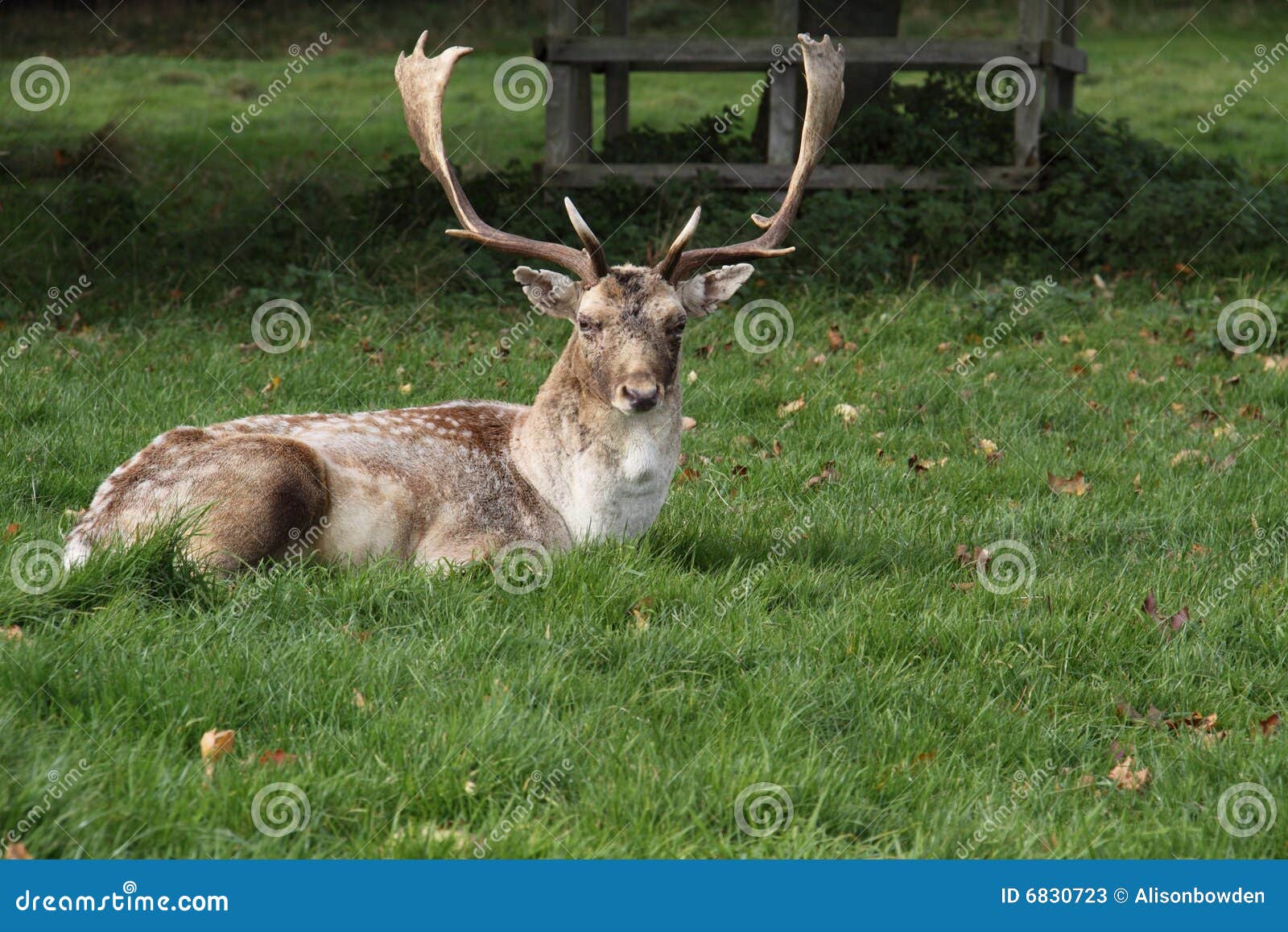 Fallow deer stag stock image. Image of wildlife, grass - 6830723