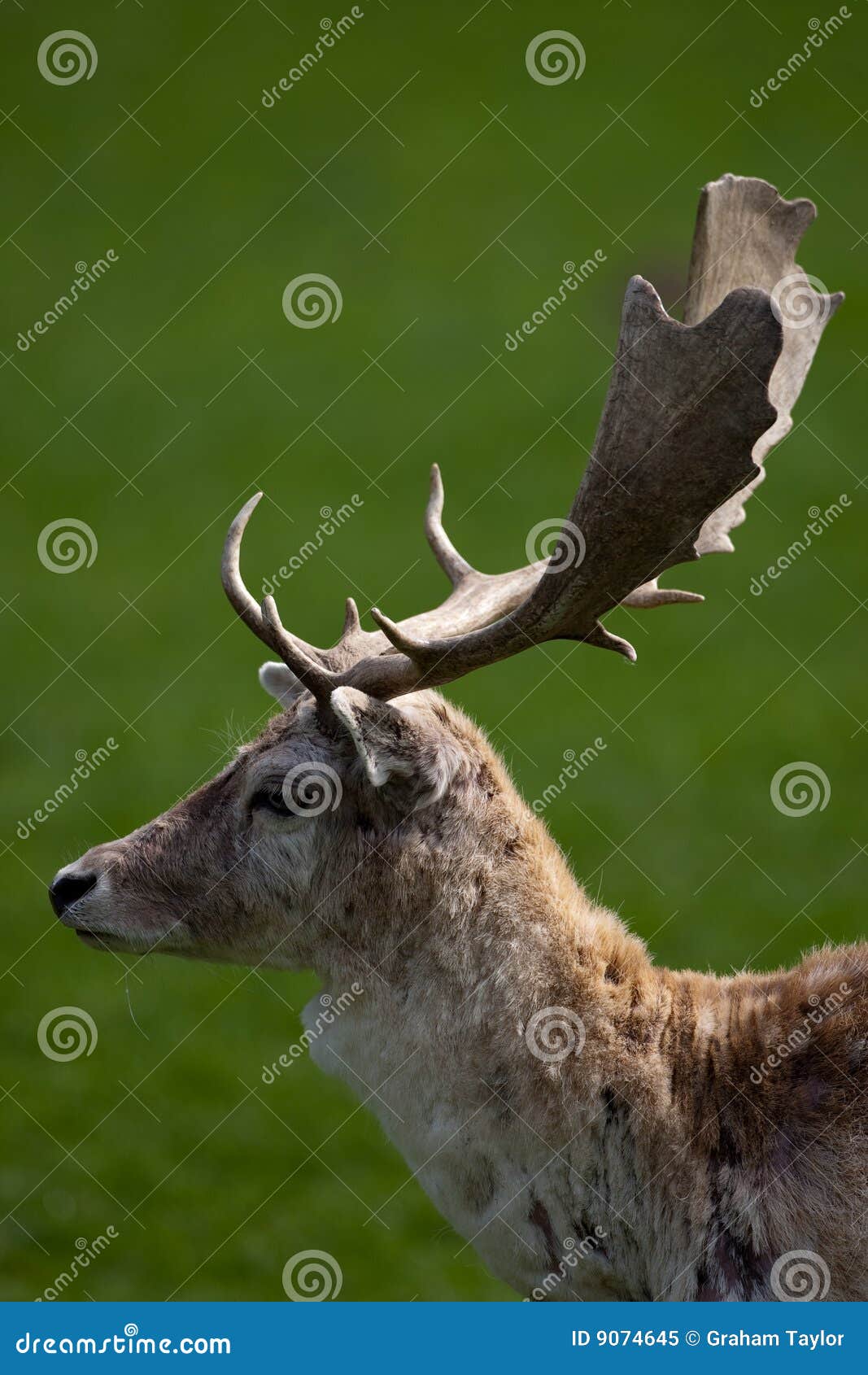 Fallow Deer Stag stock image. Image of forester, grass - 9074645