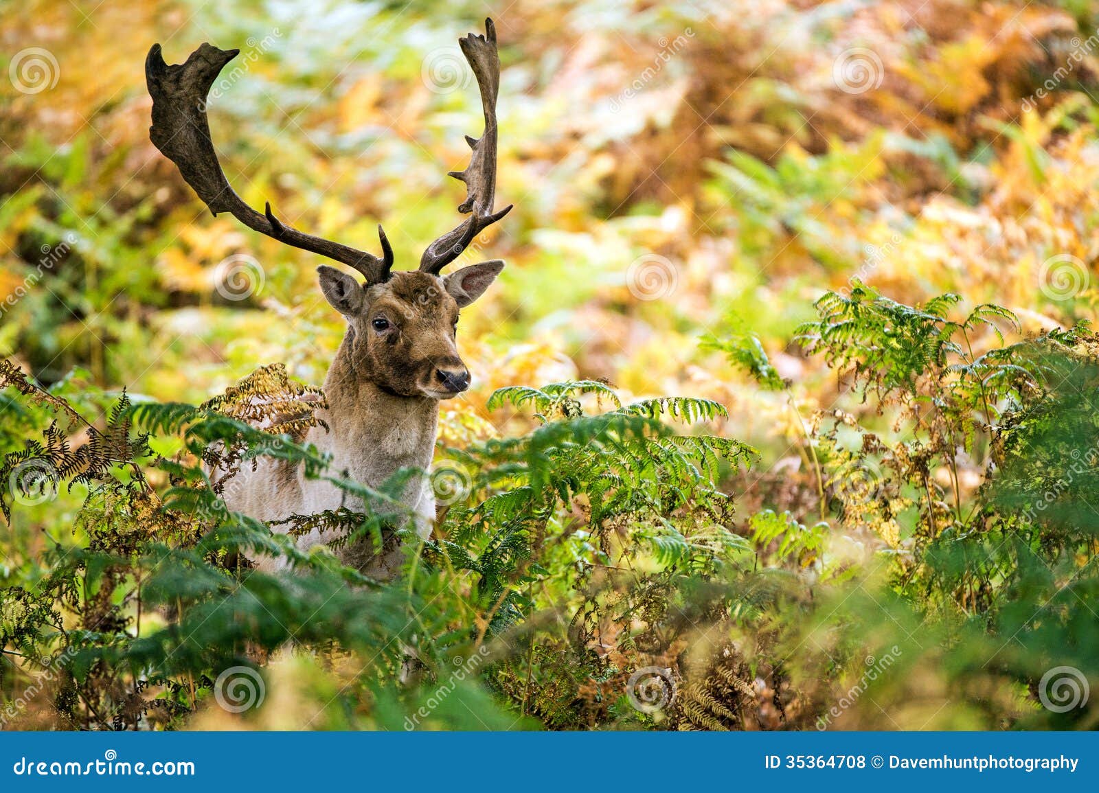 Fallow Deer stock photo. Image of fallow, herd, wildlife - 35364708