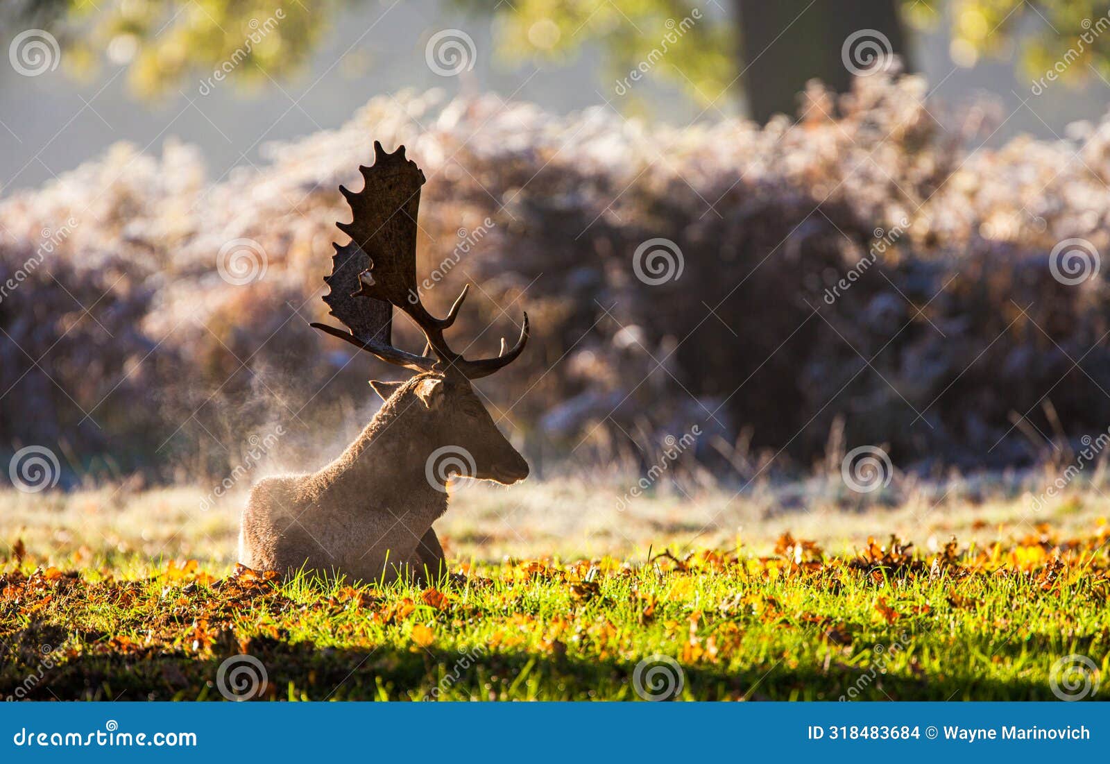 Fallow Deer Stag during the Annual Rut in London Stock Photo - Image of ...