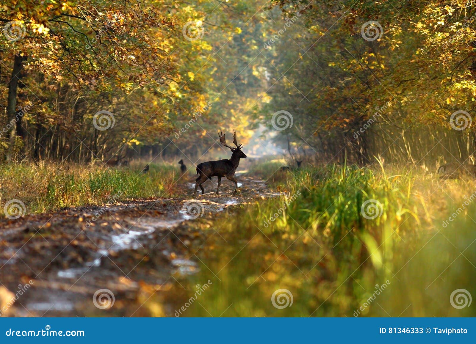 Fallow Deer Stag in Autumn Forest Stock Image - Image of animal, dama ...
