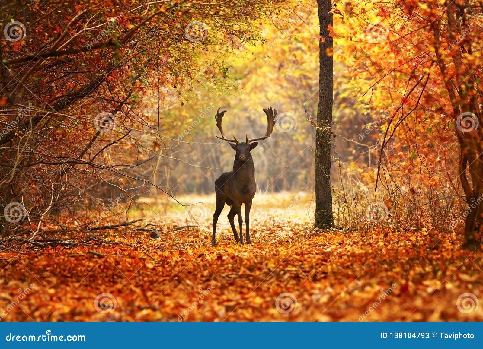 Fallow Deer Stag in Beautiful Autumn Forest Stock Image - Image of ...