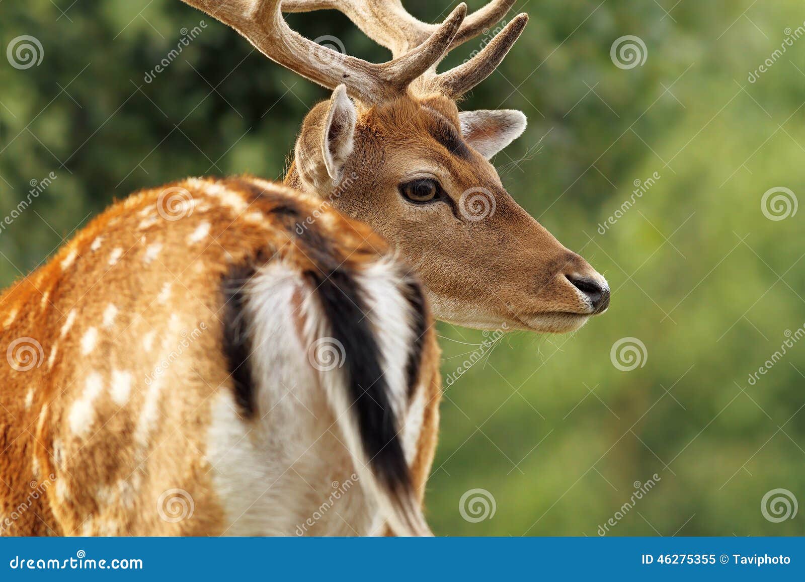 217 Fallow Dear Nature Stock Photos - Free & Royalty-Free Stock Photos ...