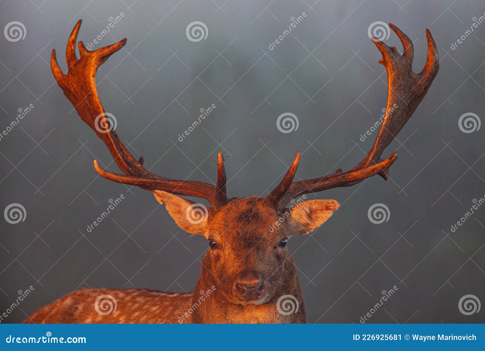 Fallow Deer Stag in the Early Morning Light Stock Image - Image of ...