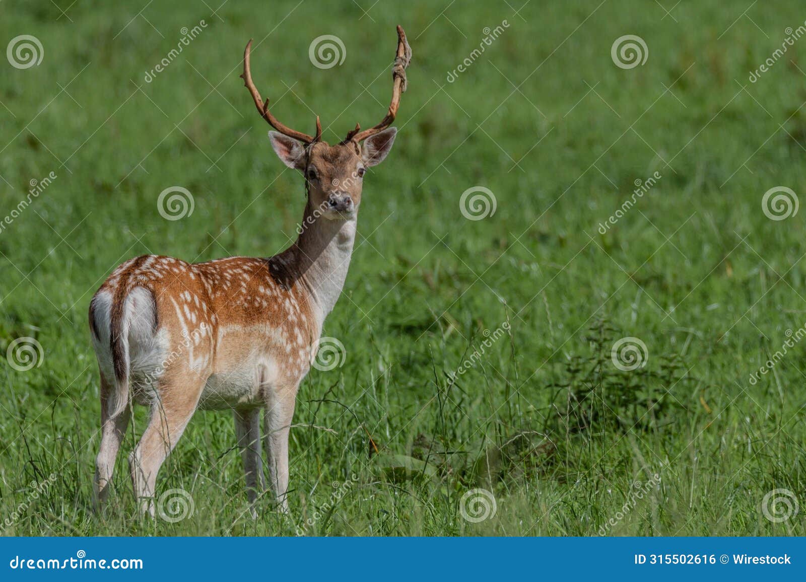 Fallow Deer Stag on the Isle of Mull. Stock Photo - Image of fauna ...