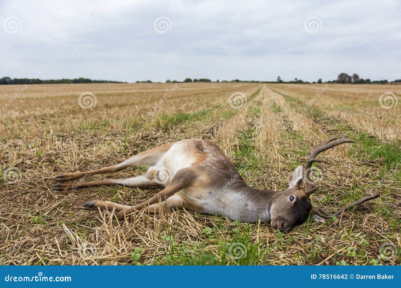 Fallow Deer Stag Laying Dead in a Field Stock Photo - Image of wildlife ...