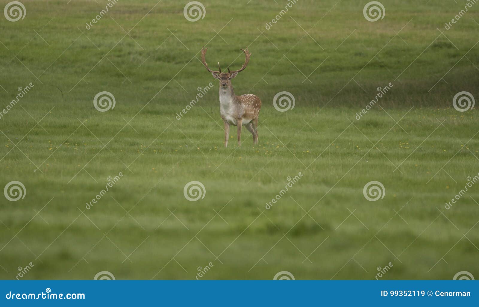 Stag stock image. Image of antler, meadow, looking, fauna - 99352119
