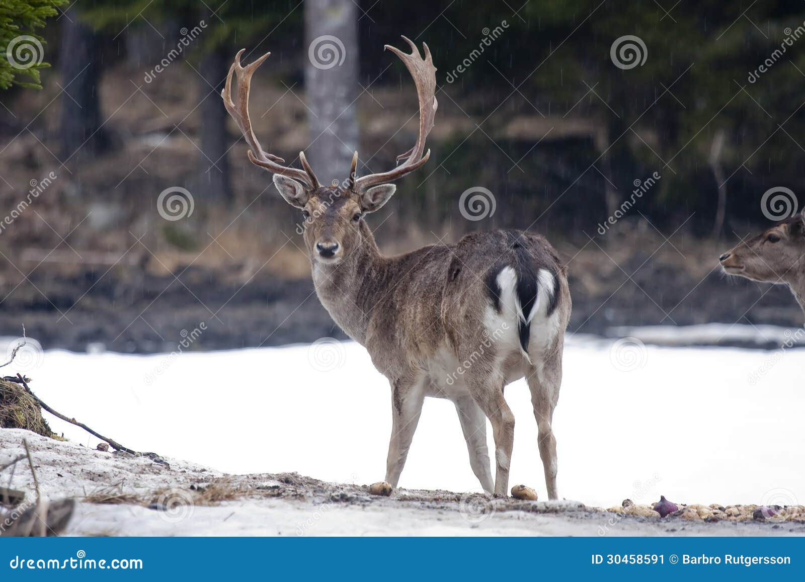 Fallow deer stag stock image. Image of proud, fallow - 30458591