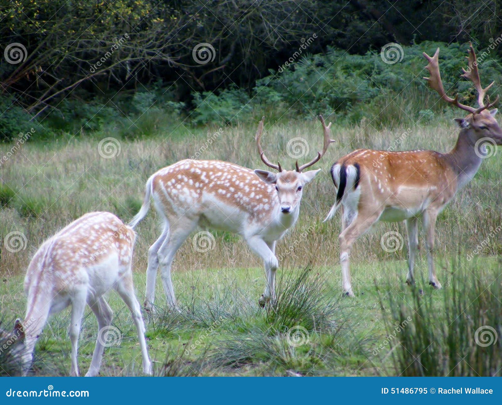 Fallow Deer Stag stock image. Image of menil, fallow - 51486795