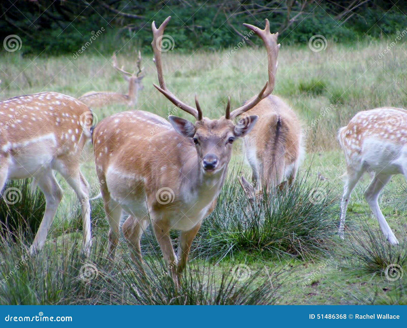 Fallow Deer Stag stock photo. Image of fallow, grass - 51486368
