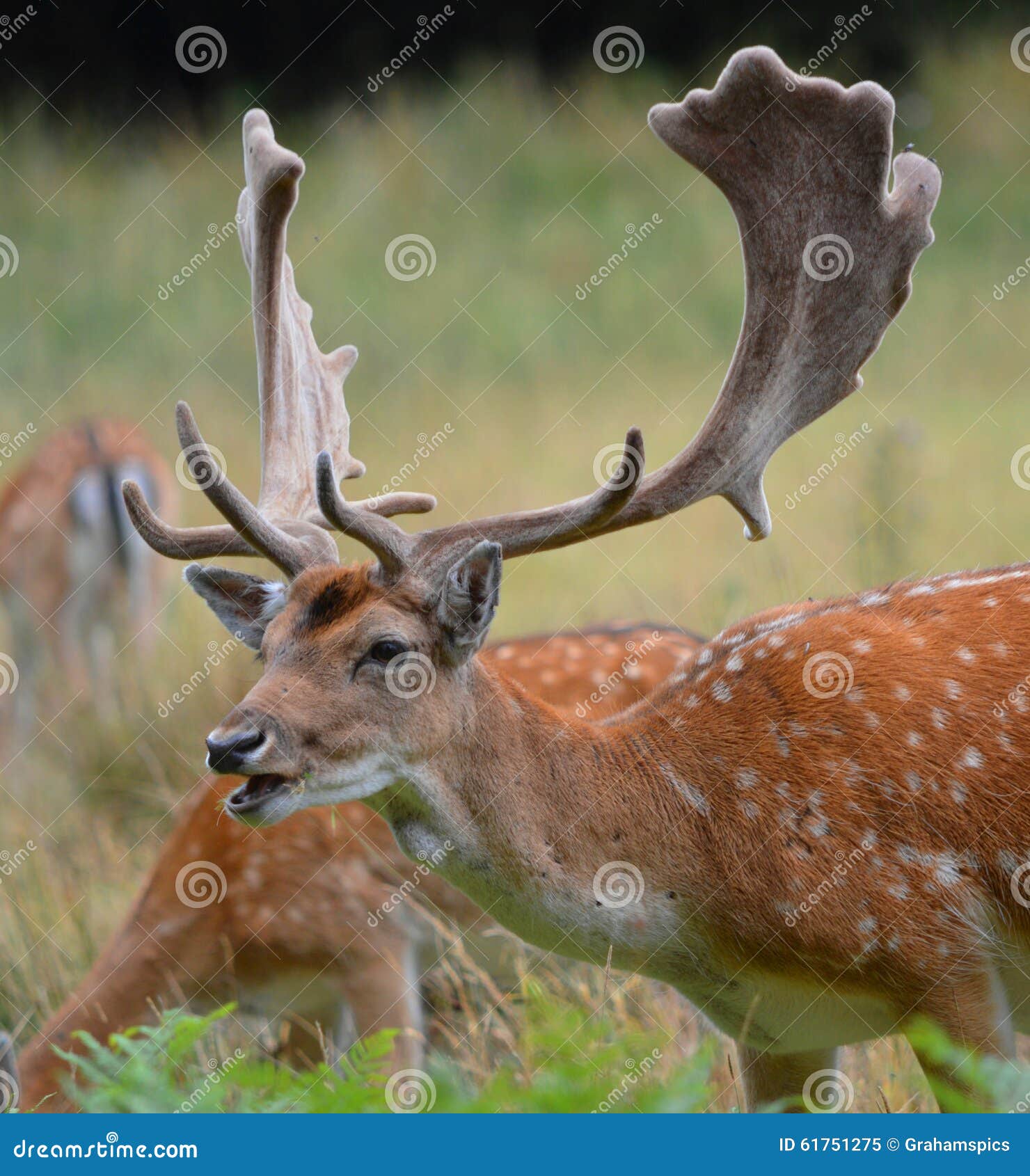 Fallow Deer Stag stock image. Image of season, summer - 61751275