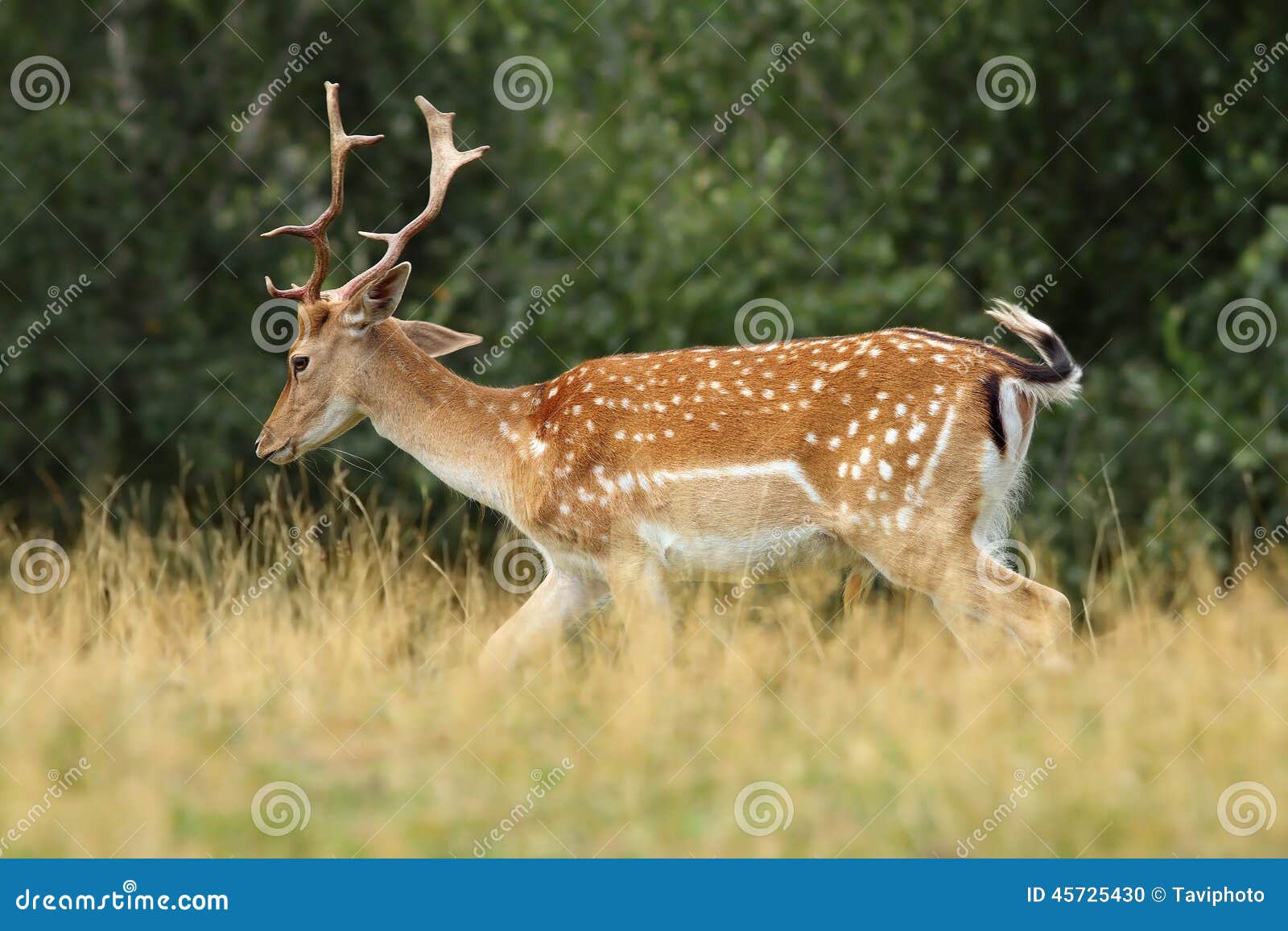 Fallow Deer Stag Walking on Clearing Stock Photo - Image of herbivorous ...