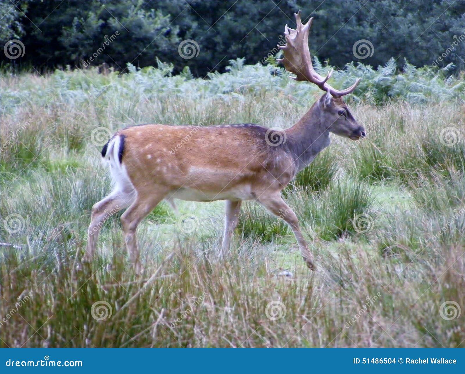 Fallow Deer Stag stock photo. Image of antlers, stag - 51486504