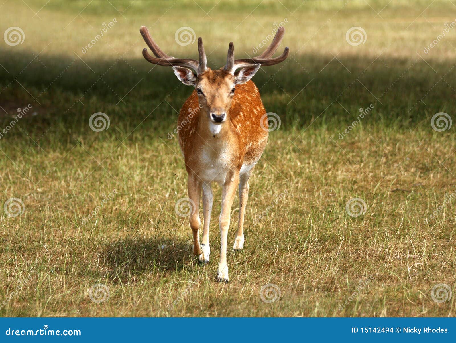 Fallow Deer Stag Walking Towards Camera Stock Photo - Image of stag ...