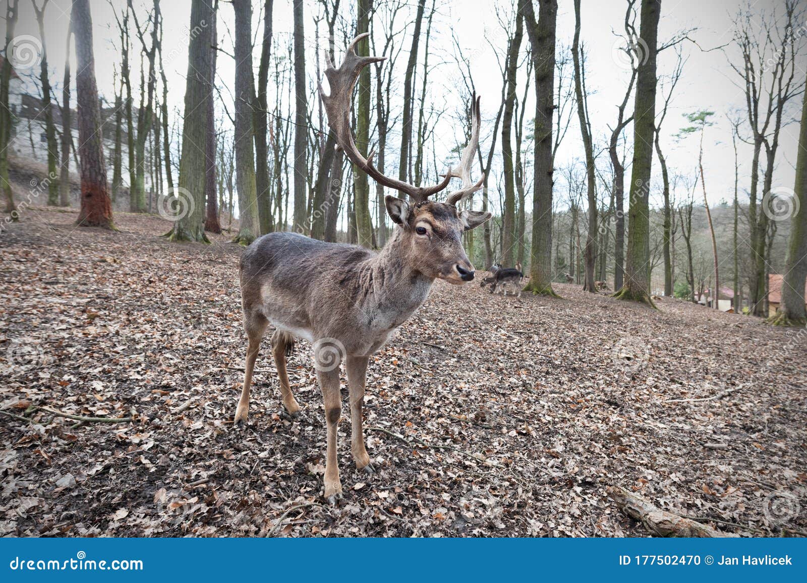 Fallow deer stock photo. Image of nature, fallow, tree - 177502470