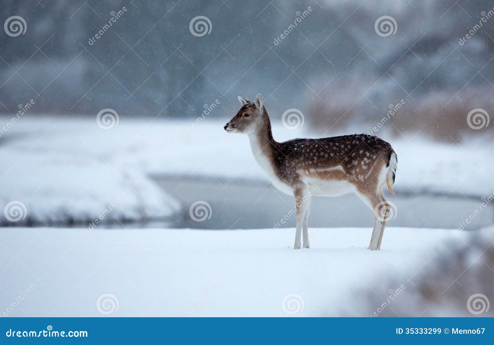Fallow deer stock image. Image of landscape, snowy, forest - 35333299