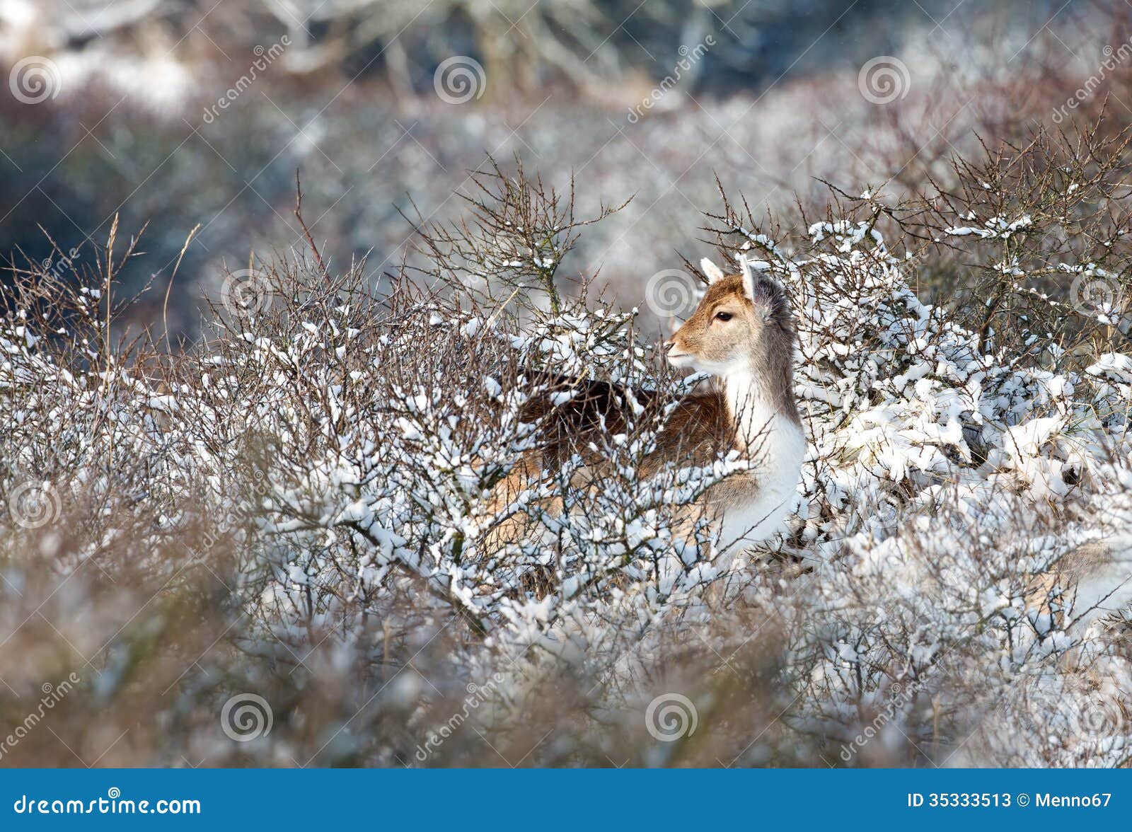 Fallow deer stock image. Image of game, outdoor, landscape - 35333513