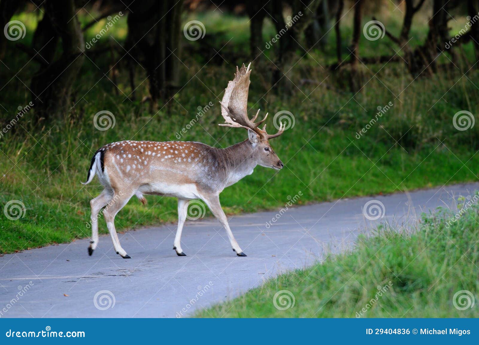 Fallow-deer on the street stock photo. Image of forest - 29404836