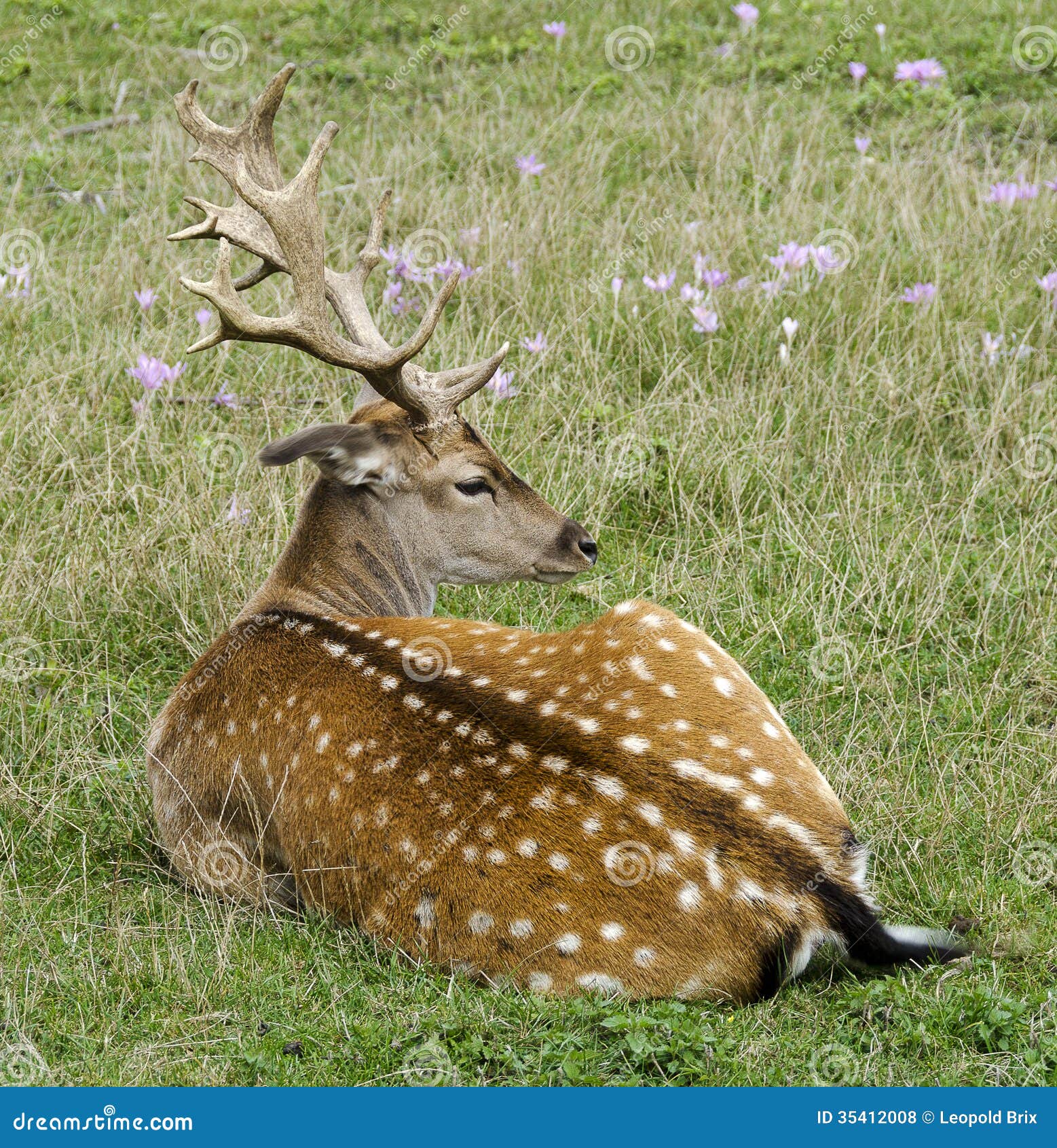 Fallow Deer with Summer Coat Stock Photo - Image of stag, alert: 35412008