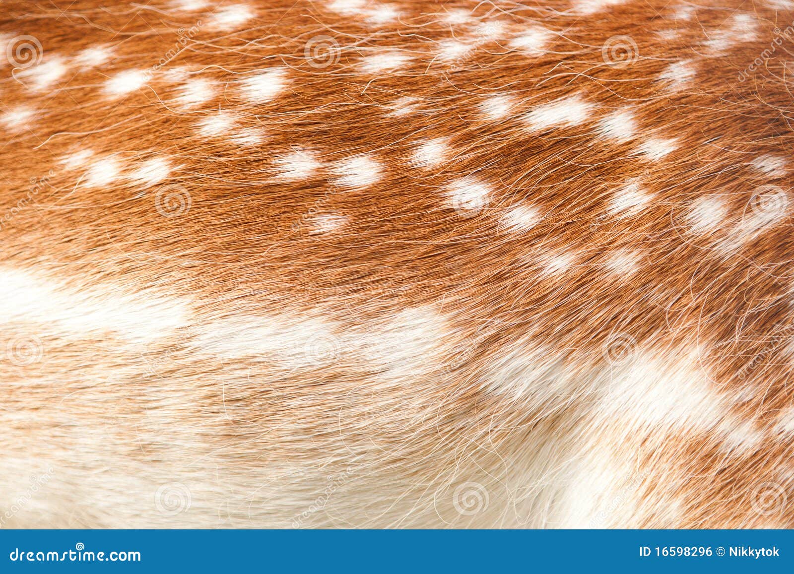 Fallow deer texture stock photo. Image of spotted, backdrop - 16598296