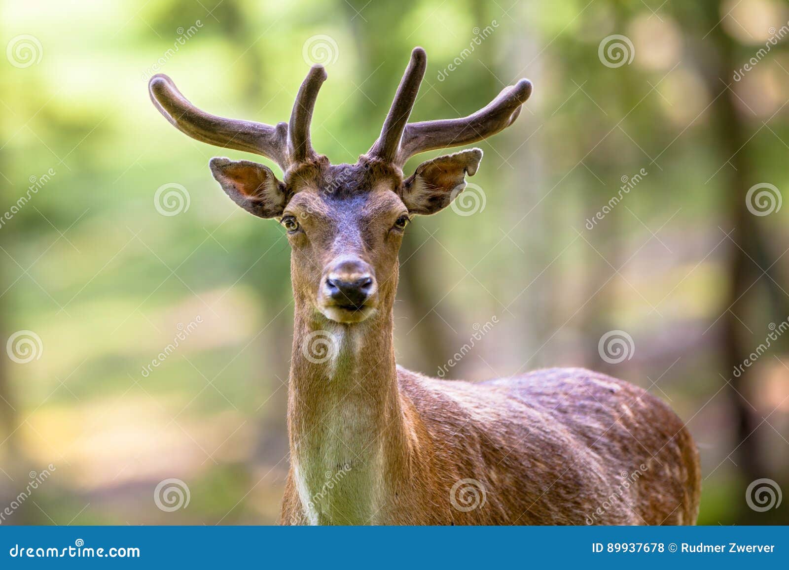 Fallow deer torso stock photo. Image of dovhjort, deer - 89937678