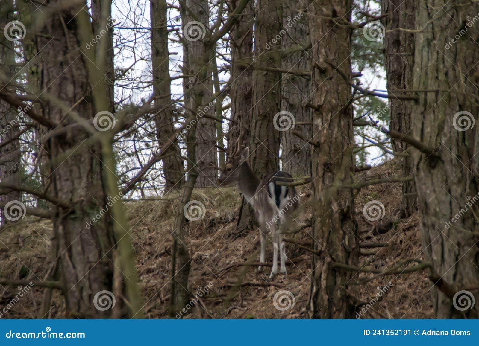 A fallow deer stock image. Image of park, nature, netherlands - 241352191