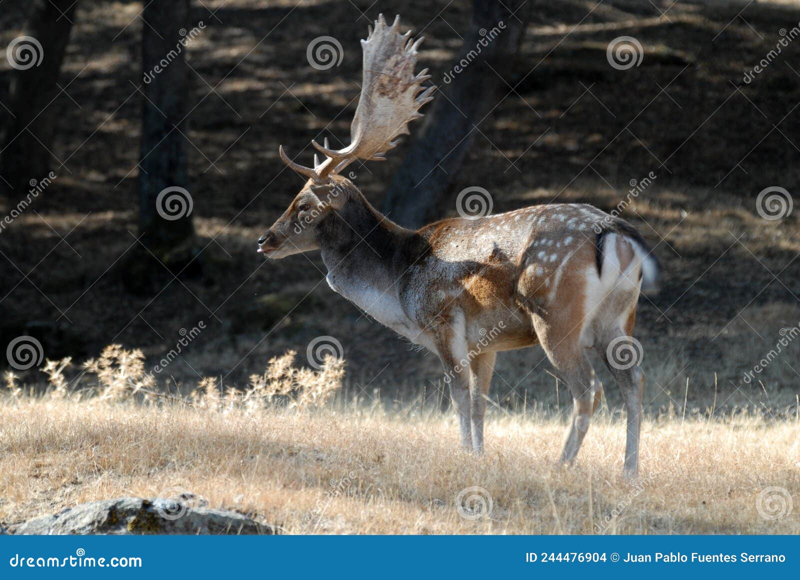 Fallow Deer among the Vegetation Stock Photo - Image of burrow, avila ...