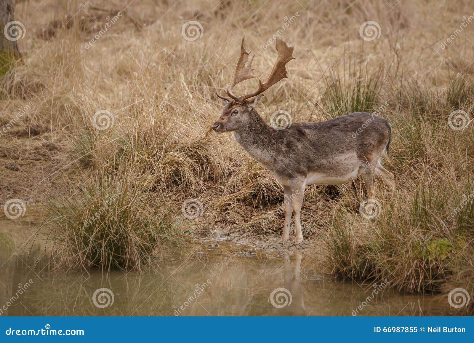 Fallow deer by water stock image. Image of game, green - 66987855
