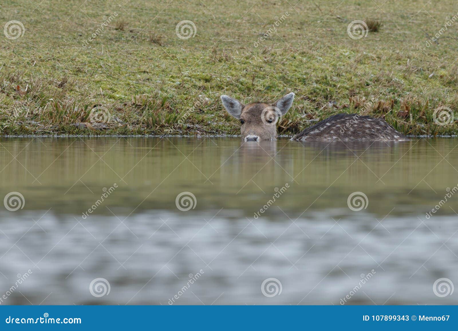 Fallow deer in water stock image. Image of forrest, heat - 107899343