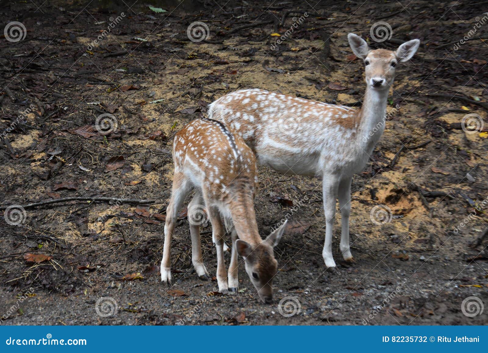 Fallow Deer stock photo. Image of male, calf, deer, horns - 82235732