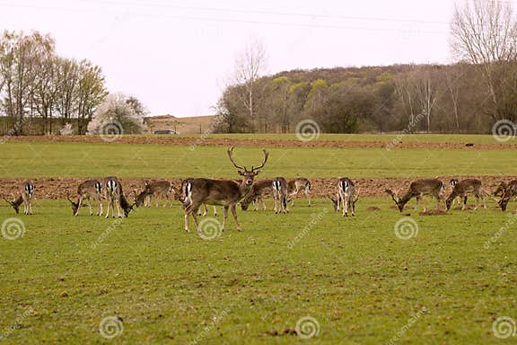 Fallow deer stock photo. Image of mammal, enclosure - 137744692
