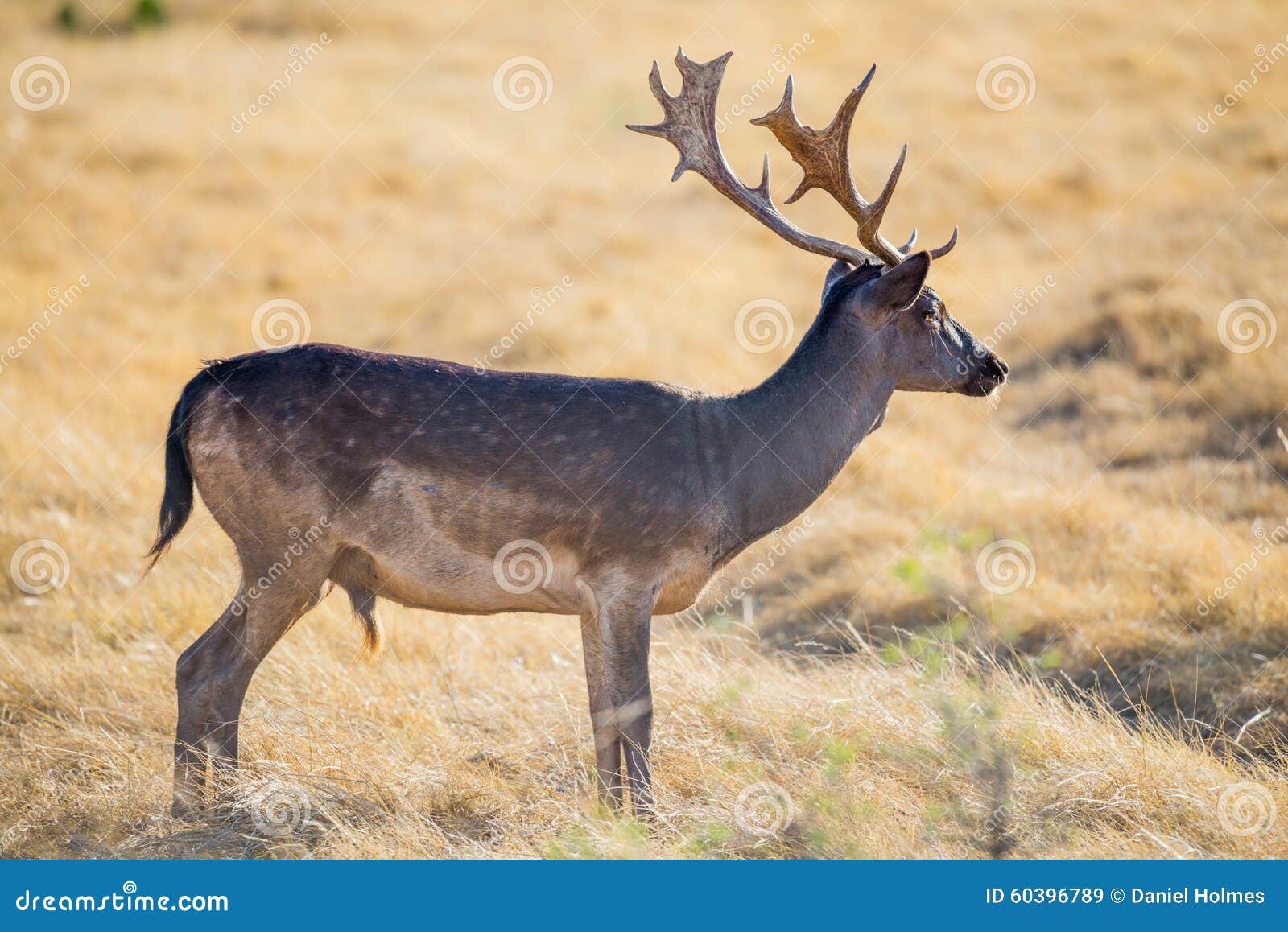 Fallow Deer stock image. Image of spotted, chocolate - 60396789